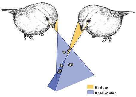 The blind gap in avian binocular vision - Department of Biological ...