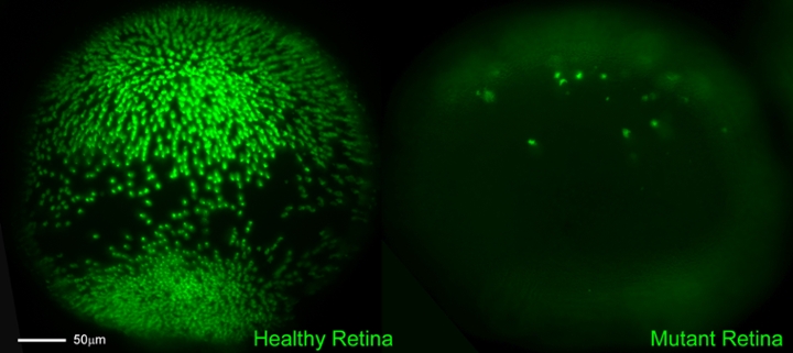 Neuroscience and Physiology - Department of Biological Sciences ...