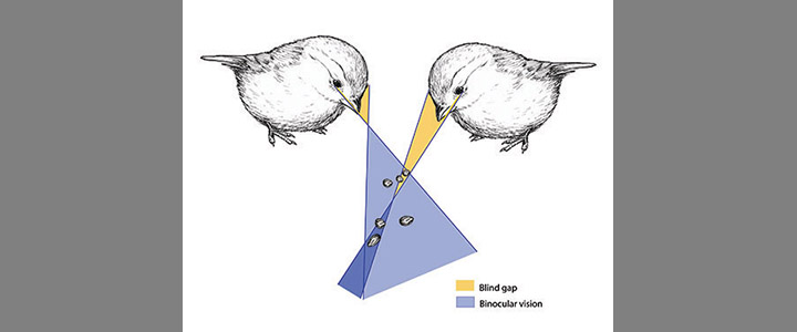 Ecology and Evolutionary Biology - Department of Biological Sciences ...