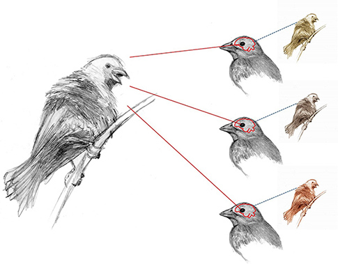 Bird females see male signals differently - Department of Biological ...