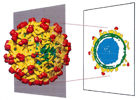 Structures of spherical viruses aren’t as perfect as we thought ...