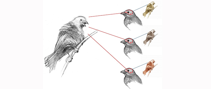 Ecology and Evolutionary Biology - Department of Biological Sciences ...