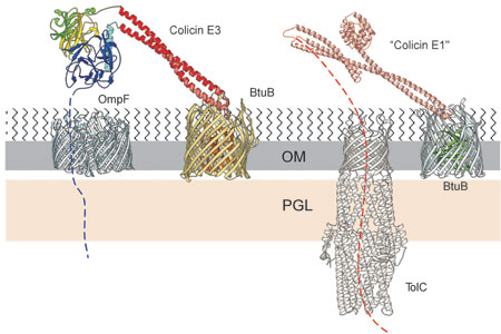 Purdue Biological Sciences: William Cramer Lab: The Colicin Translocon