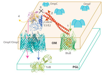 Purdue Biological Sciences: William Cramer Lab: The Colicin Translocon