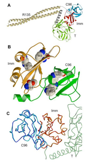 Purdue Biological Sciences: William Cramer Lab: The Colicin Translocon