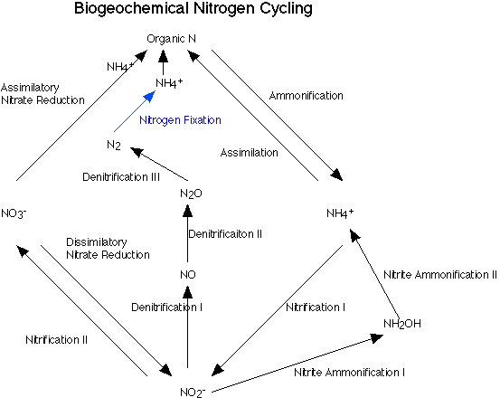 Nitrogen