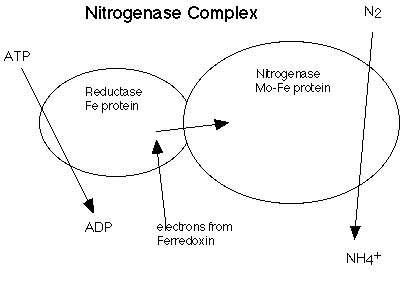 Nitrogen